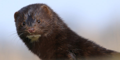 The Smart Mink Trap & Raft - Waterlife Recovery Trust