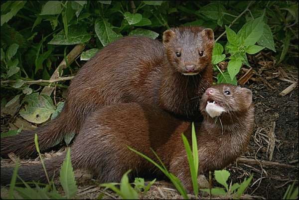 Identification - Waterlife Recovery Trust