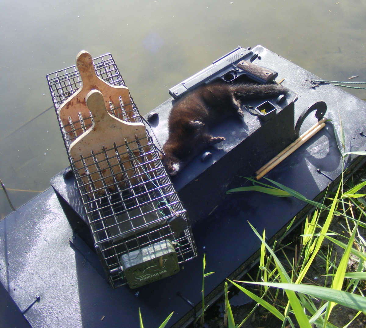 Progress & Evolution in Mink Trapping - Waterlife Recovery Trust
