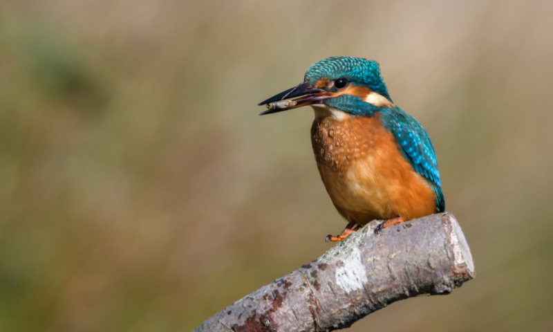 Waterlife Recovery Trust - Saving our native wildlife from the ...