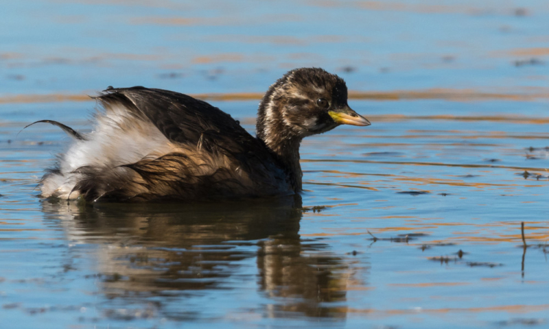Waterlife Recovery Trust - Saving our native wildlife from the ...