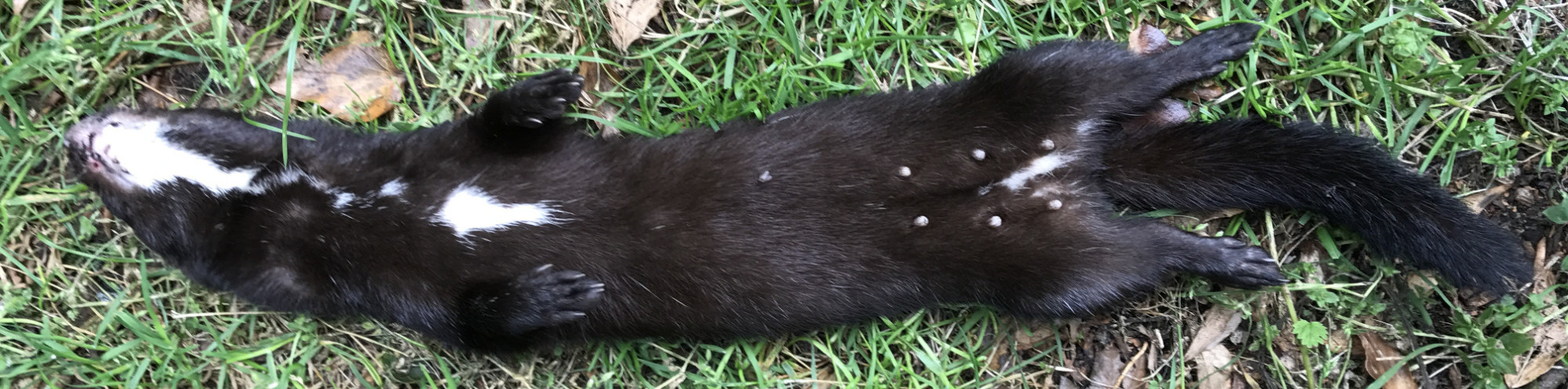 Waterlife Recovery East - Saving our native wildlife