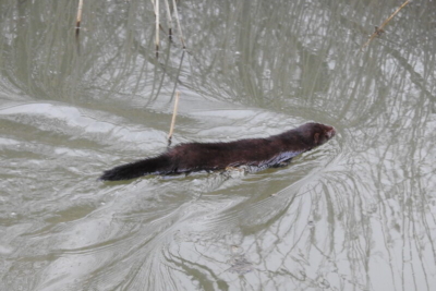 Identification - Waterlife Recovery Trust
