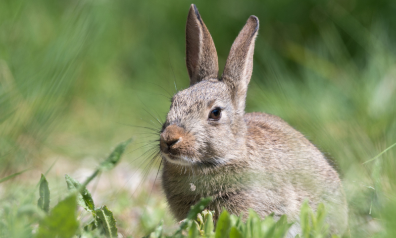 Waterlife Recovery Trust - Saving our native wildlife from the ...