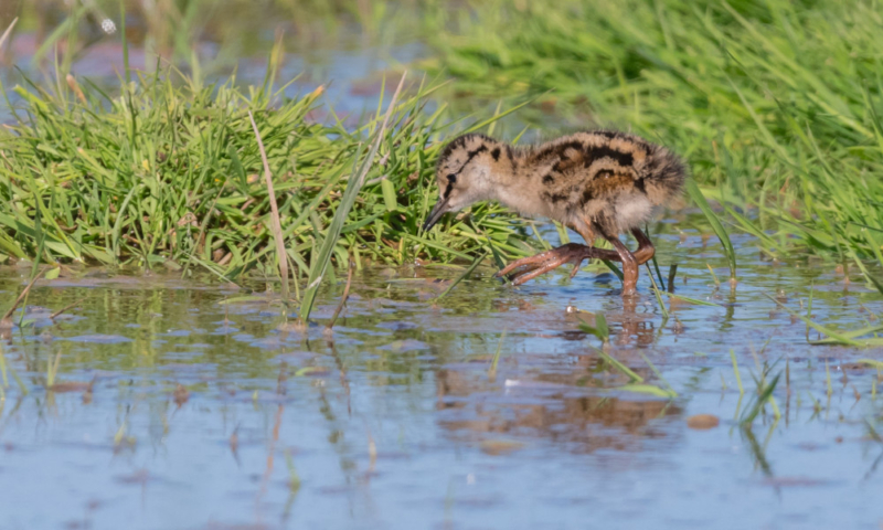 Waterlife Recovery Trust - Saving our native wildlife from the ...