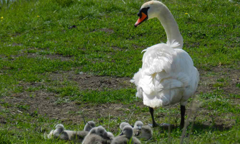 Waterlife Recovery Trust - Saving our native wildlife from the ...