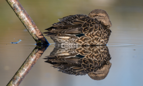 Waterlife Recovery Trust - Saving our native wildlife from the ...