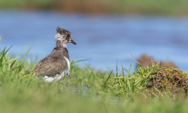 Waterlife Recovery Trust - Saving our native wildlife from the ...