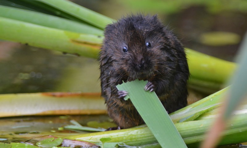 Let’s work together, be ambitious and say goodbye to American mink - Waterlife Recovery Trust