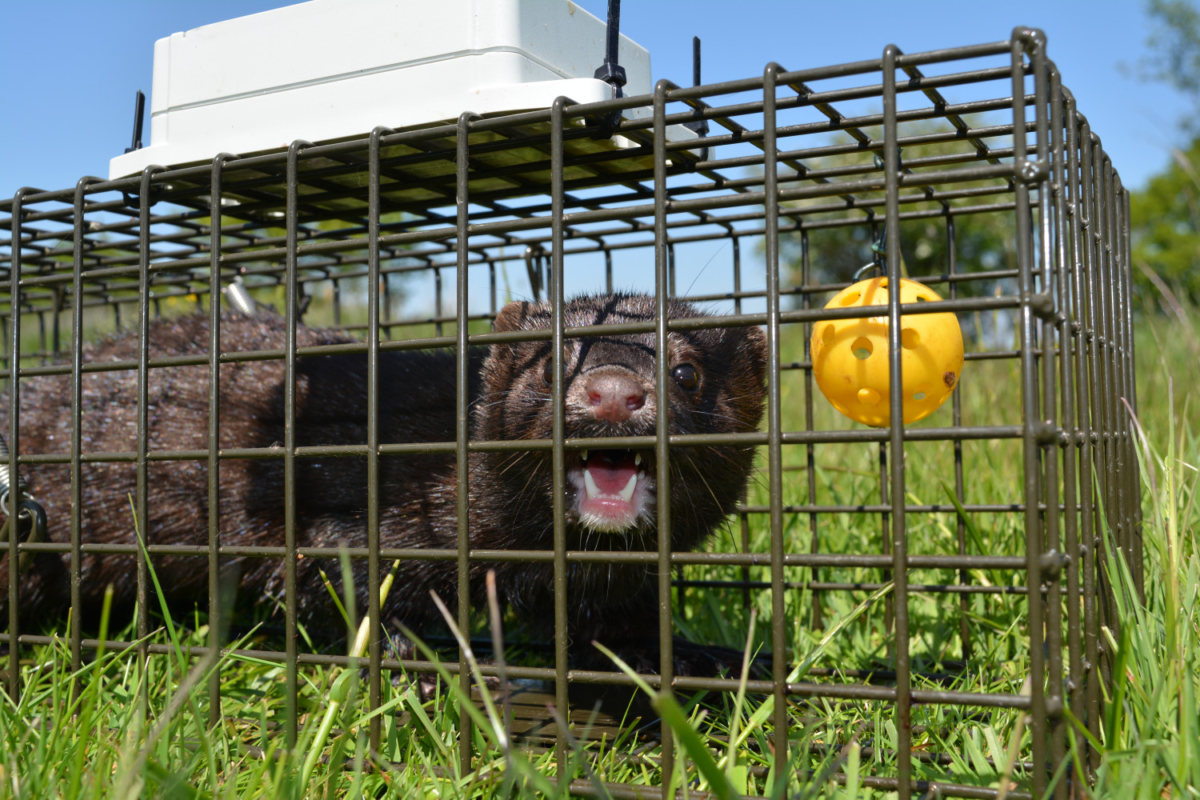 Let’s work together, be ambitious and say goodbye to American mink ...