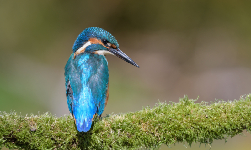 Waterlife Recovery Trust - Saving our native wildlife from the ...